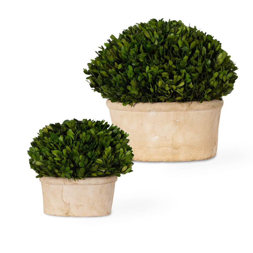 Azalea Preserved Boxwood Oval Domes, Set of 2 – ObjectsHQ